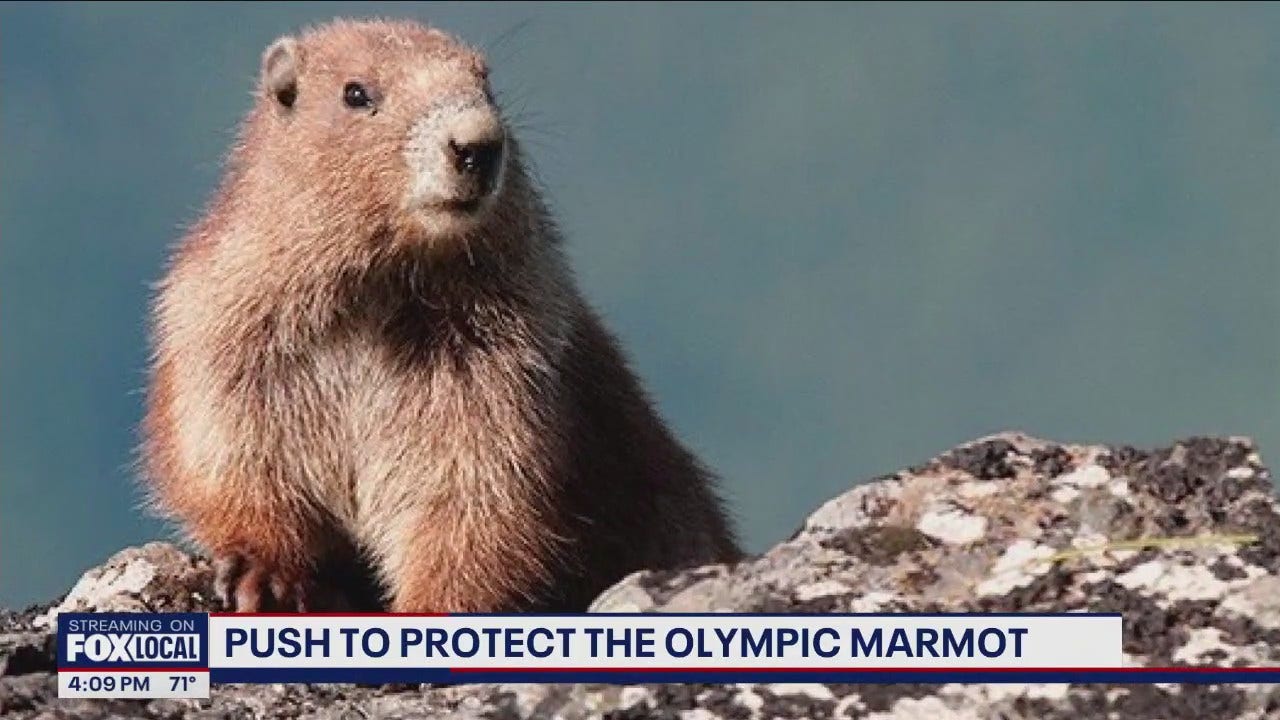 Call to protect Olympic marmot | FOX 13 Seattle