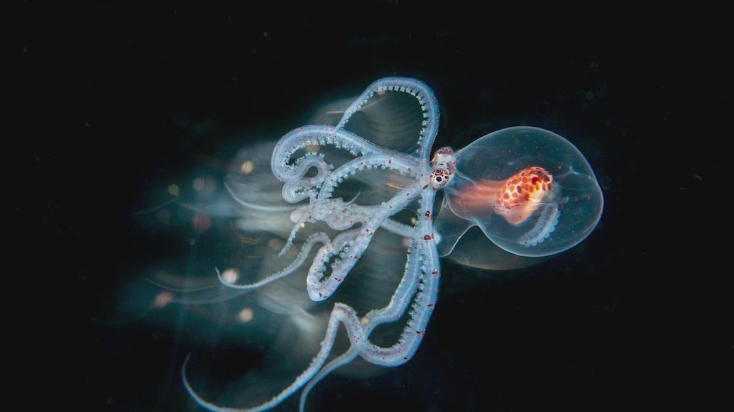 'Secrets of the Octopus': Best-selling author Sy Montgomery reveals ...