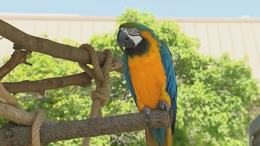 Meet parrot pals at Brookfield Zoo Chicago | FOX 32 Chicago