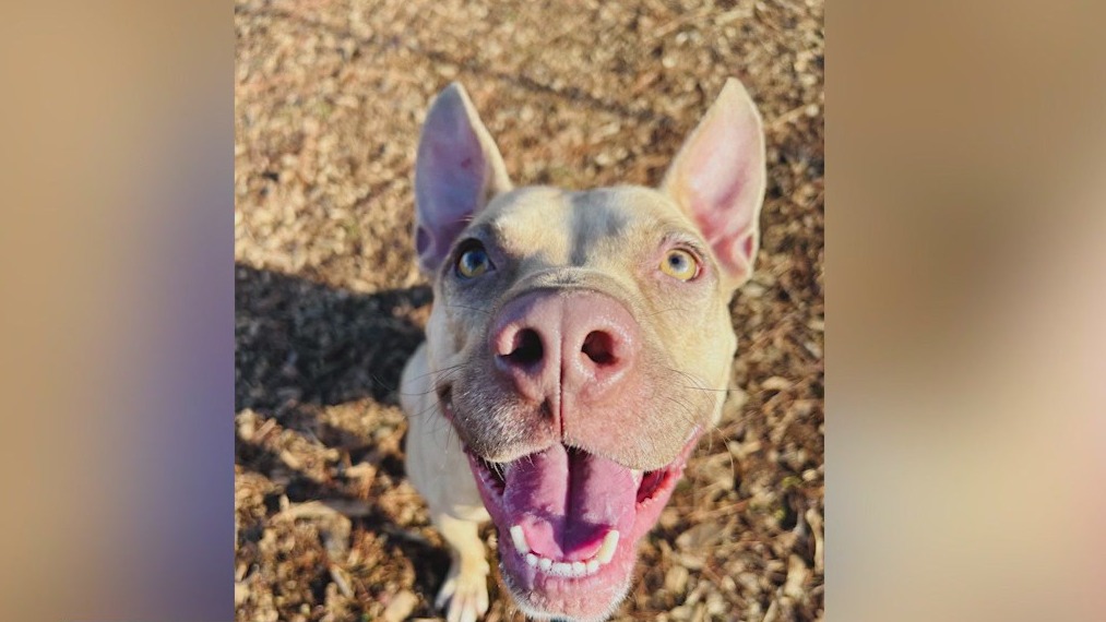 Meet Levi: Our Pet of the Day | FOX 5 Atlanta