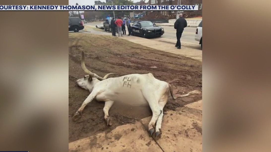Dead longhorn found outside OSU frat house | FOX 7 Austin