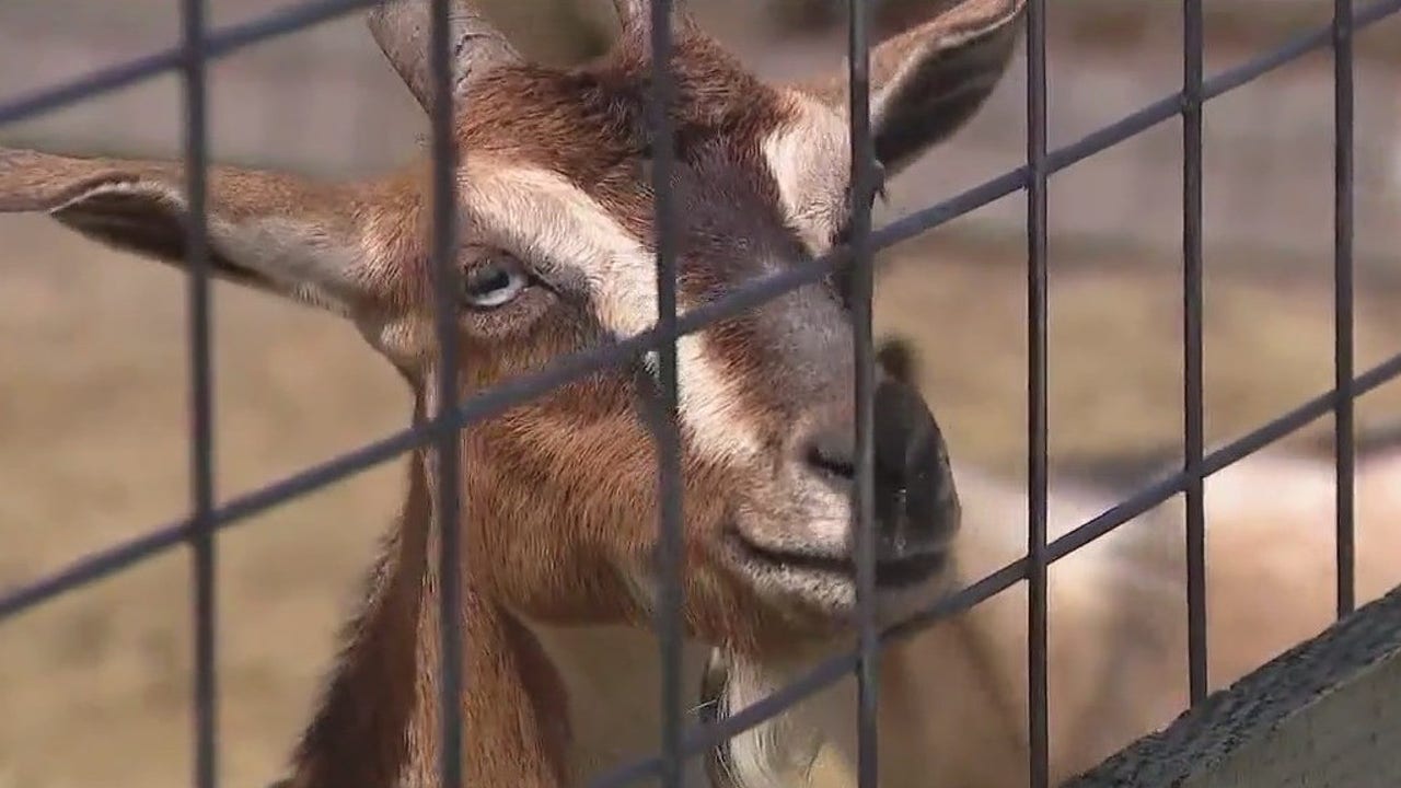 Florida wildlife preserve Romelia Farms struggling | FOX 35 Orlando