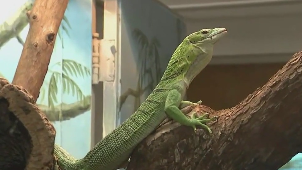 Monitor lizards lounge at Brookfield Zoo Chicago | FOX 32 Chicago