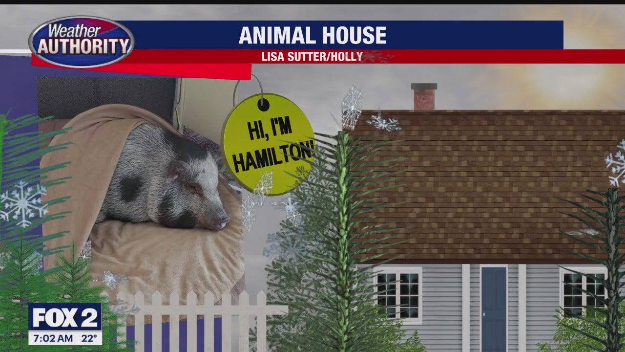 Meet Hamilton | FOX 2 Detroit