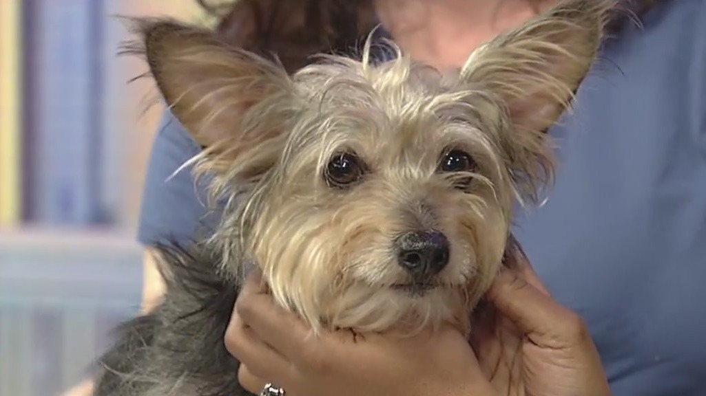 Meet Sargie: Our Pet of the Day | FOX 5 Atlanta