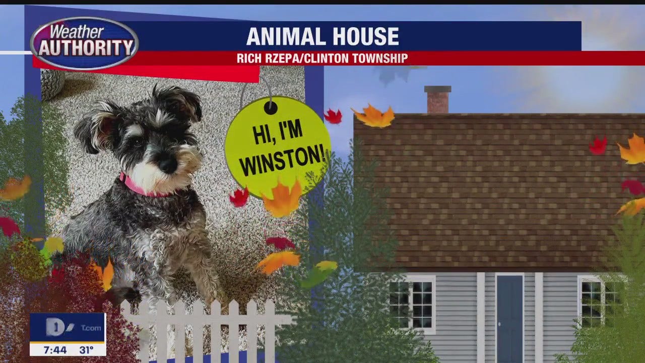 Meet Winston | FOX 2 Detroit