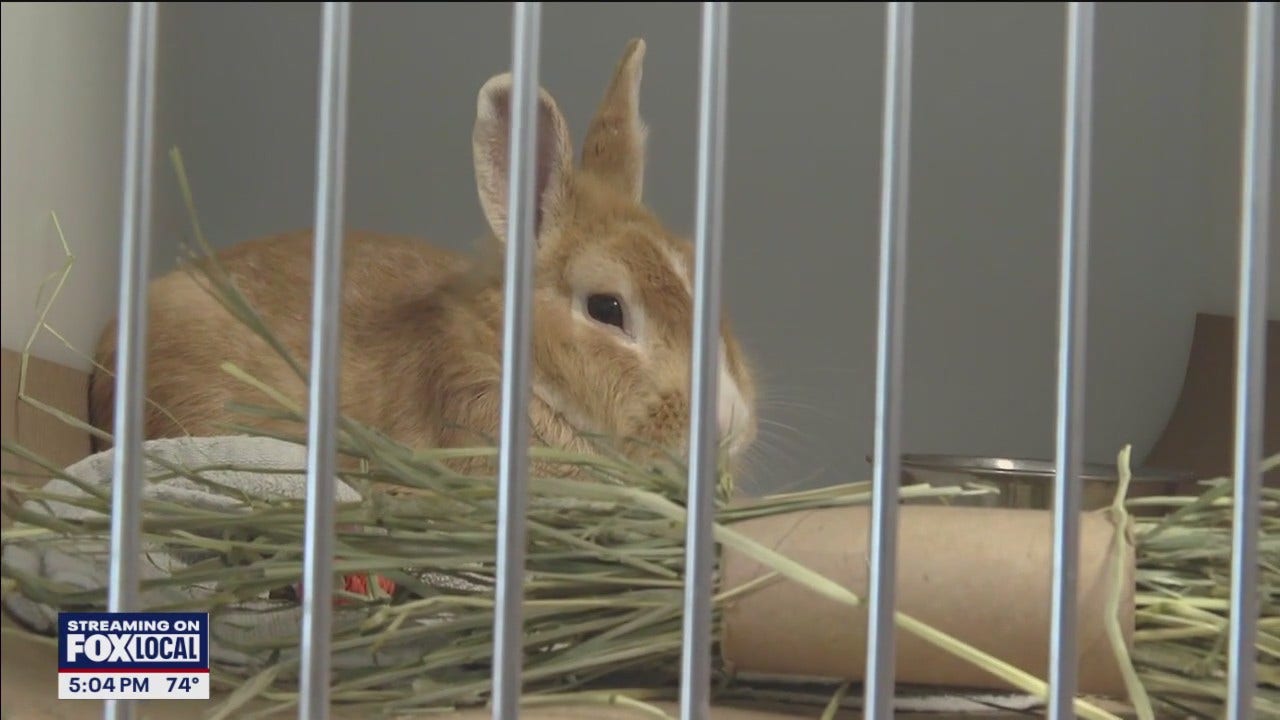 Rabbits saved from hoarding situation receiving care | FOX 13 Tampa Bay