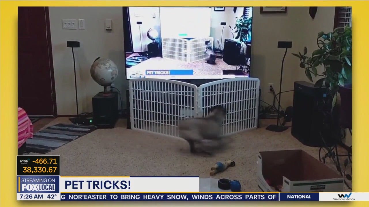 Pet Tricks for Tuesday, February 13 | FOX 13 Seattle