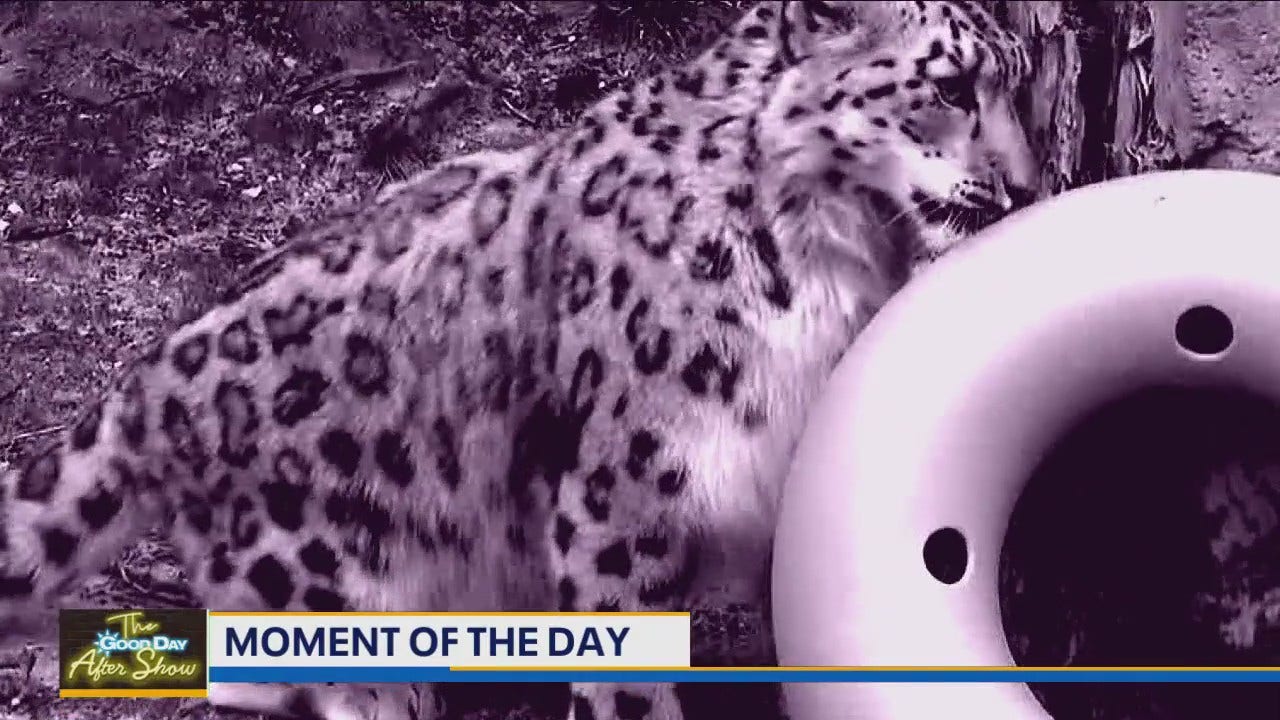 Moment of the Day: Marcy the Snow Leopard | FOX 29 Philadelphia