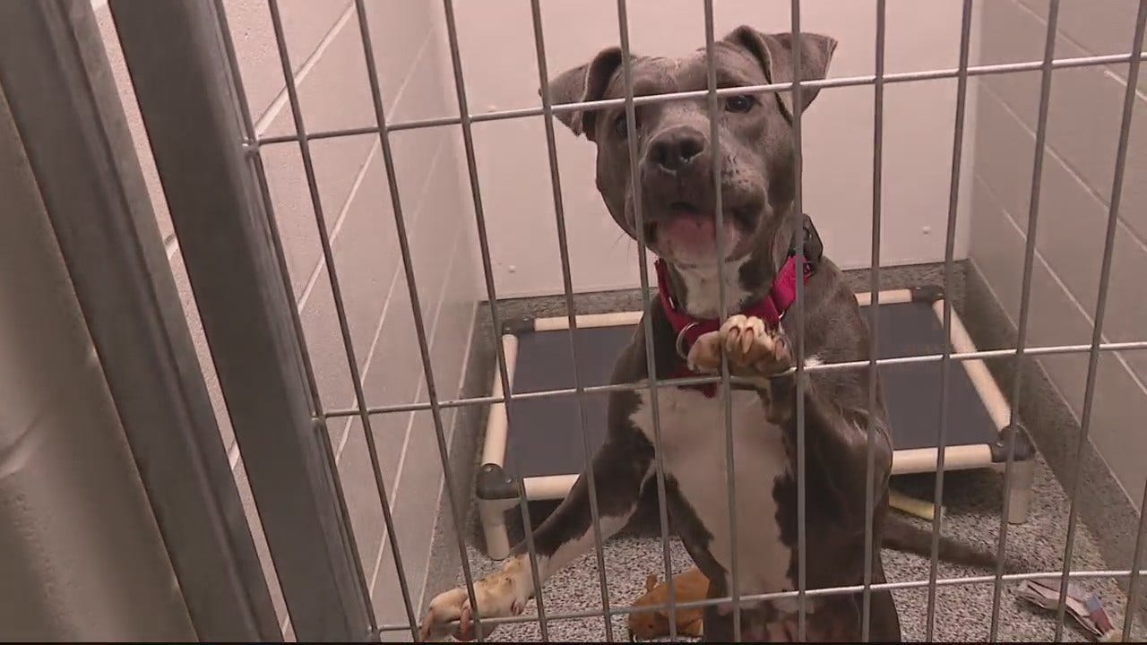 Detroit Dog Rescue gets room for dogs to roam in new facility | FOX 2 ...