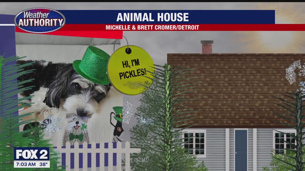 Meet Pickles | FOX 2 Detroit