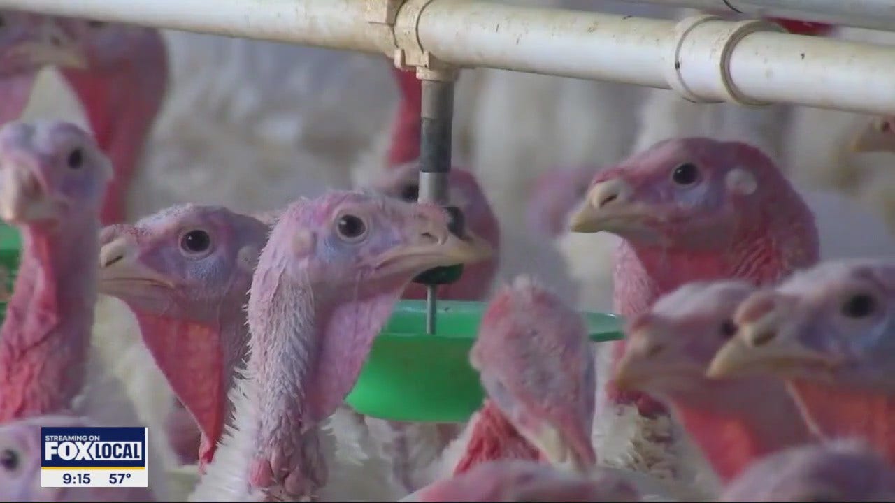 Texan contracts rare human case of bird flu | FOX 4 Dallas-Fort Worth
