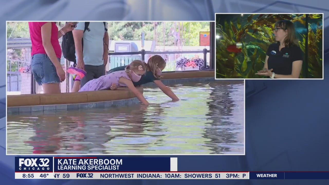 Fun Fall Events At The Shedd Aquarium FOX 32 Chicago fun-fall-events-at-the-shedd-aquarium-fox-32-chicago