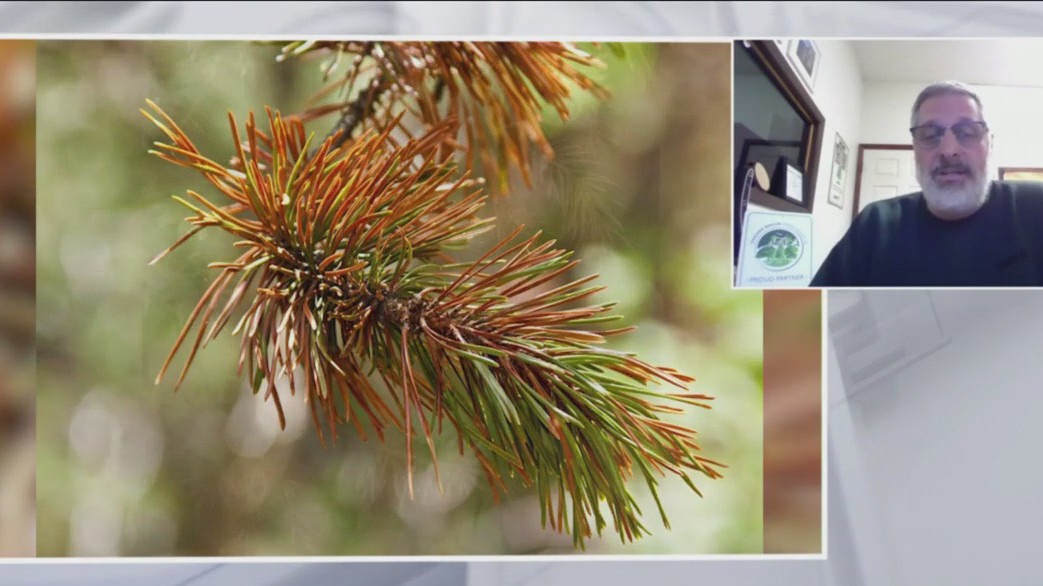 What to do when evergreen trees turn brown | FOX 32 Chicago