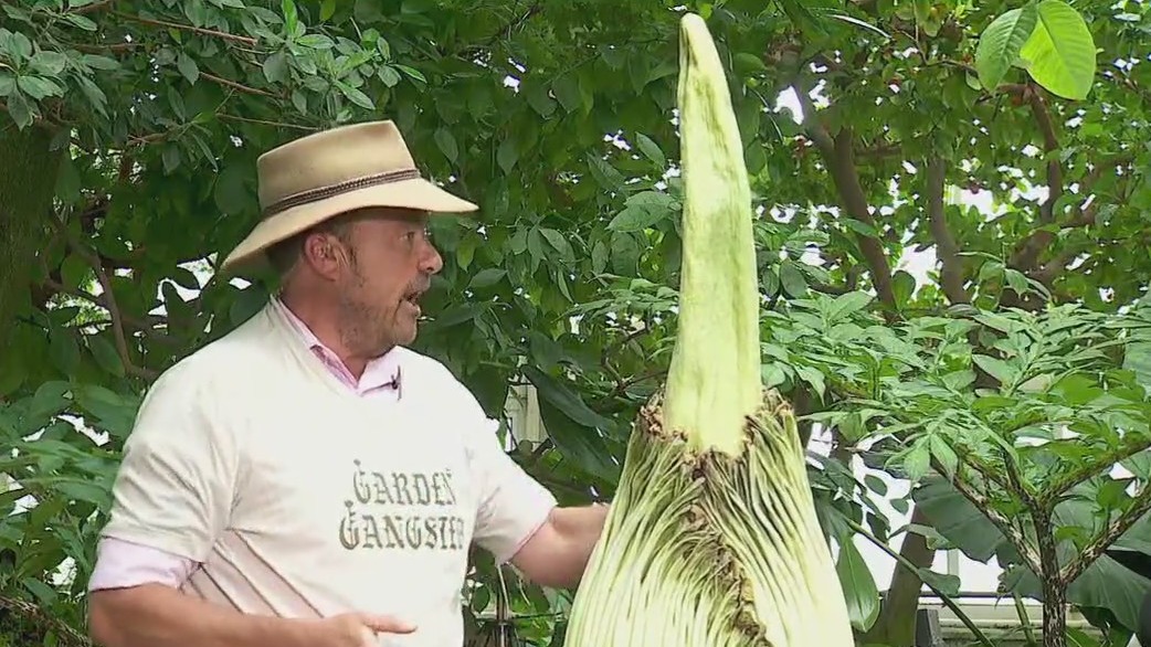 Corpse flower at Como Zoo Conservatory to bloom soon | FOX 9 ...