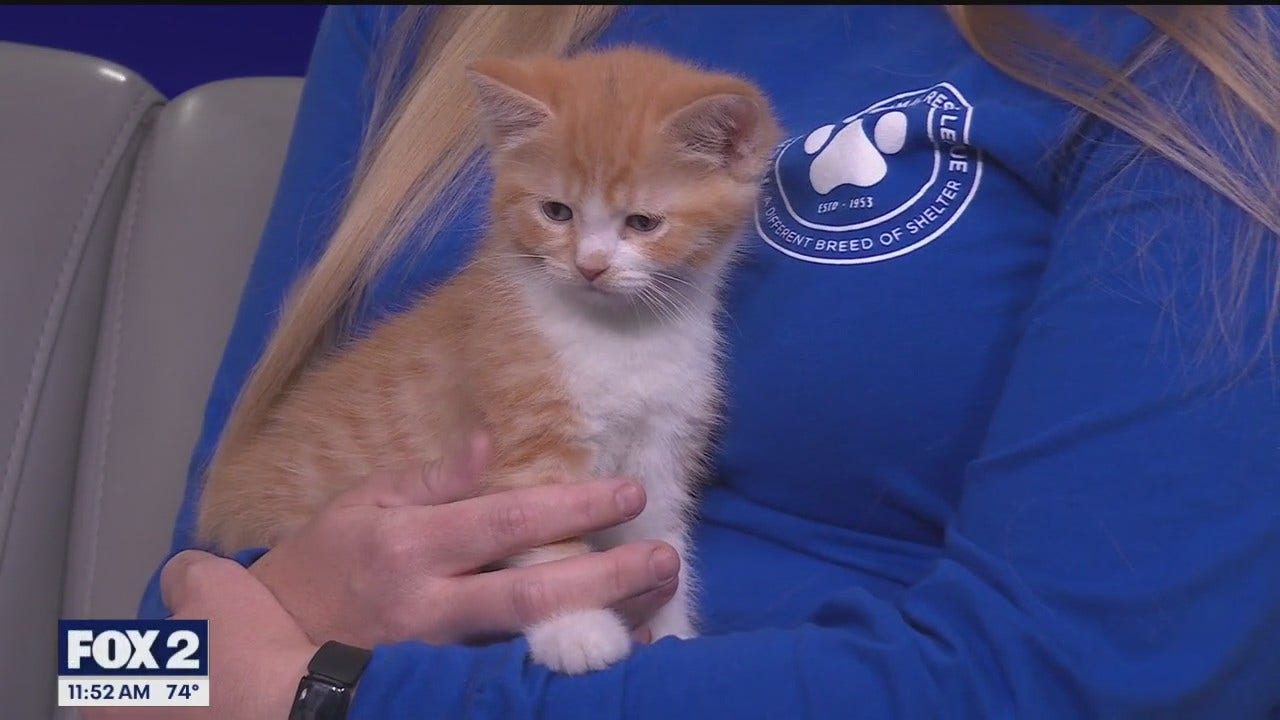 Michigan Animal Rescue League collecting donations at Emagine Theatres ...