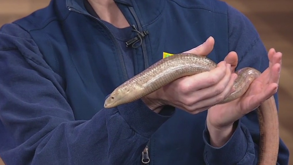 Meet Zoo Atlanta's legless lizard | FOX 5 Atlanta