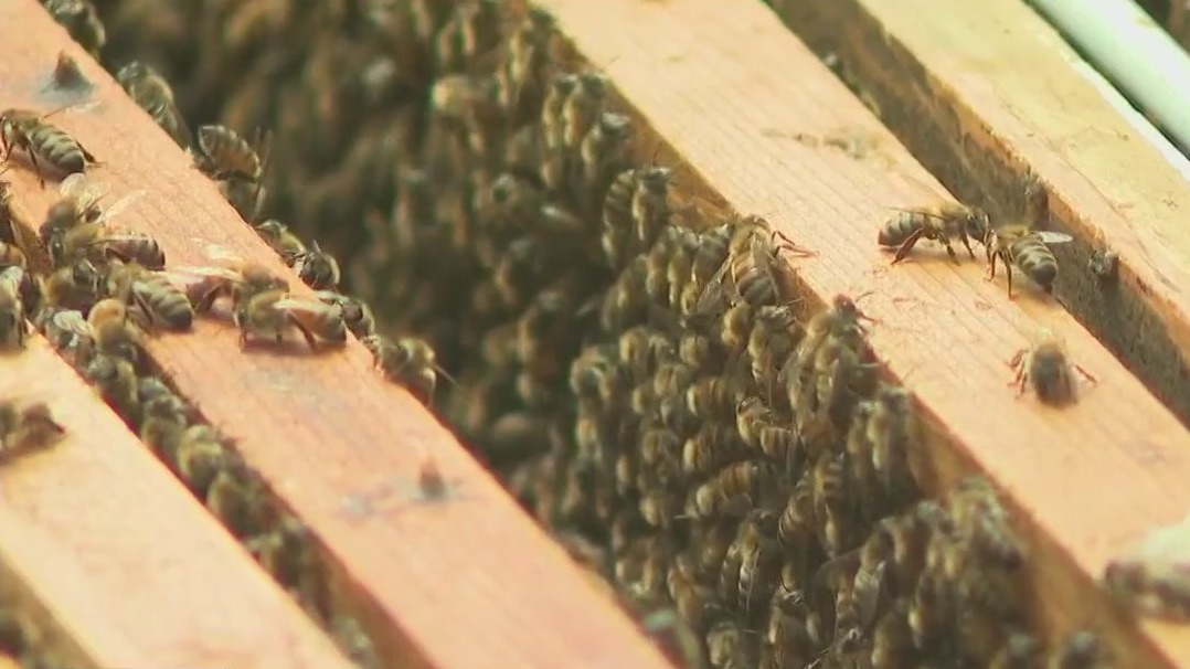 Invasive hornet threatens Georgia bee population | FOX 5 Atlanta