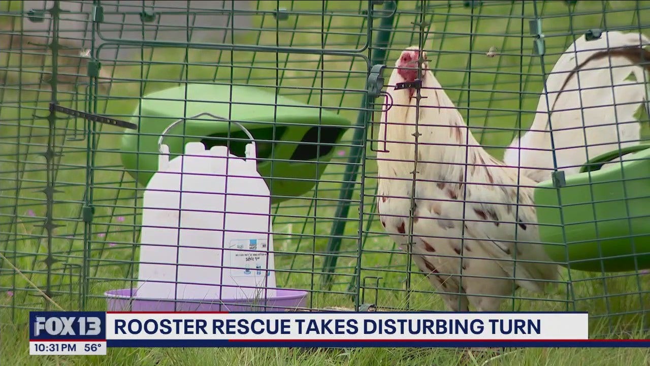 The shocking underbelly of cockfighting in Washington state | FOX 13 ...