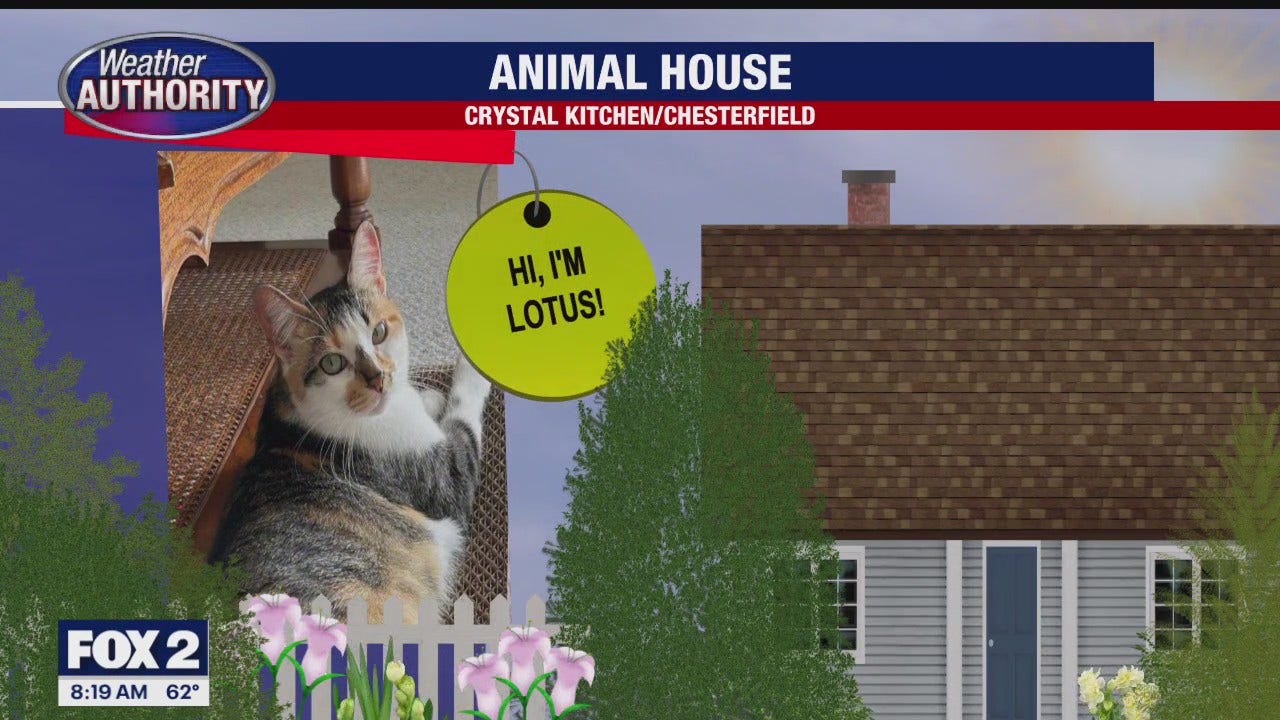 Welcome Lotus | FOX 2 Detroit