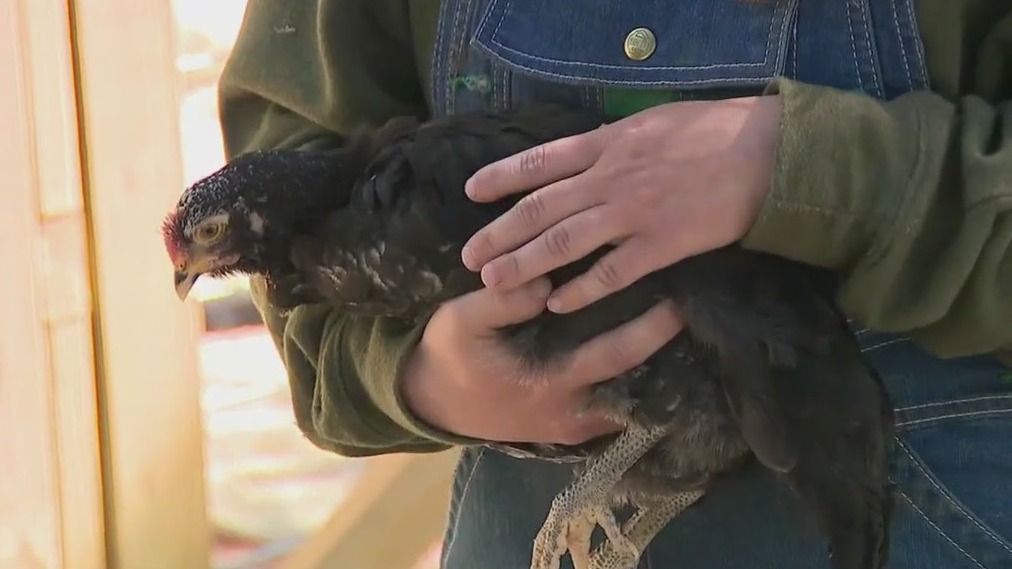 Heritage Java chickens at Old World Wisconsin | FOX6 Milwaukee
