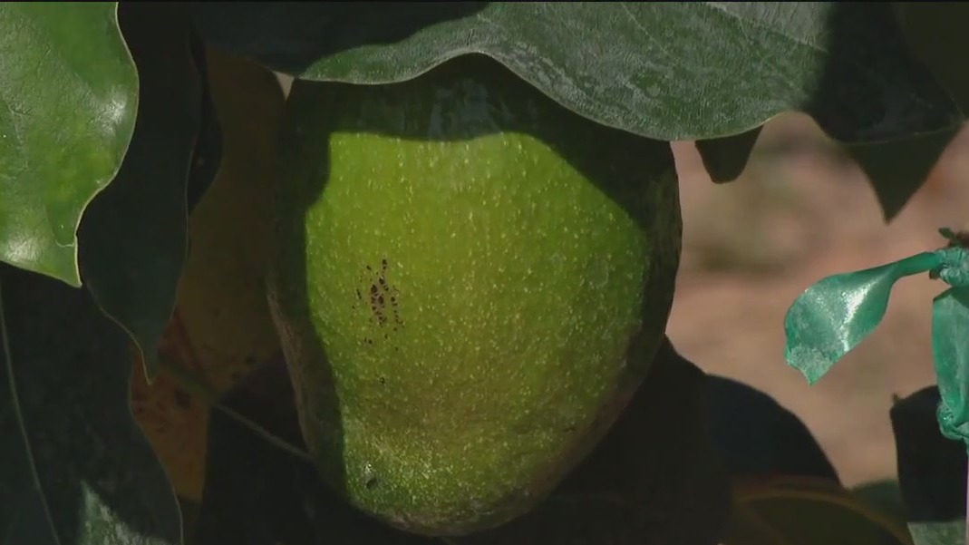 Disease threatening Florida's avocados | FOX 13 Tampa Bay