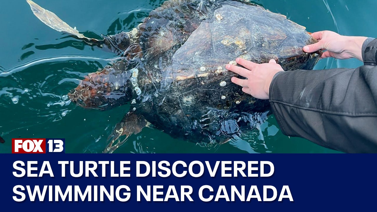 RARE: Sea Turtle spotted swimming in cold Canadian waters | FOX 13 Seattle