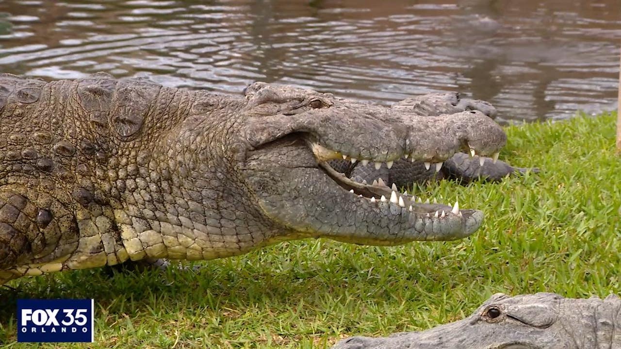 Episode 1: Meet Gatorland's biggest & smallest gators | FOX 35 Orlando