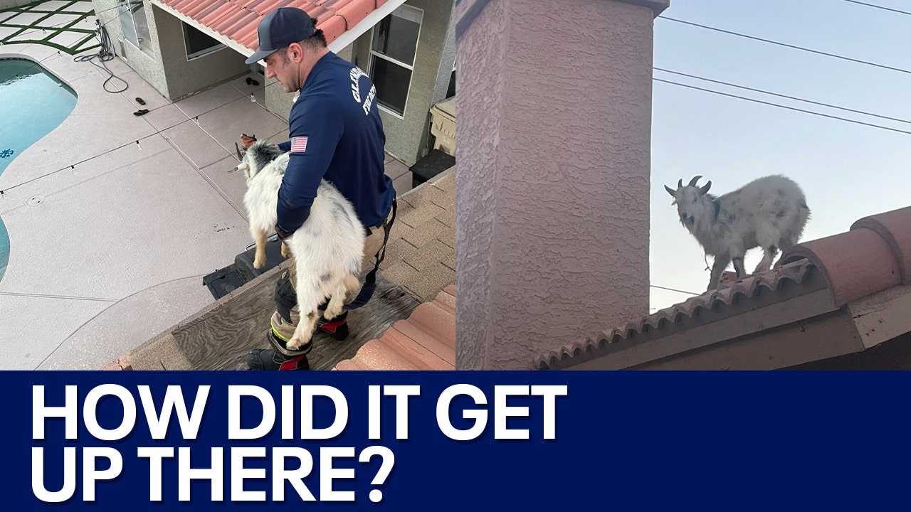 Glendale firefighters rescue goat from roof | FOX 10 Phoenix