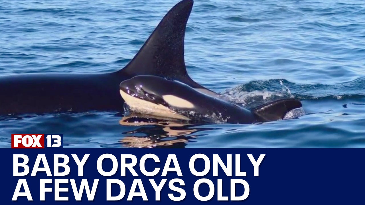 New baby orca in J-Pod is few days old | FOX 13 Seattle