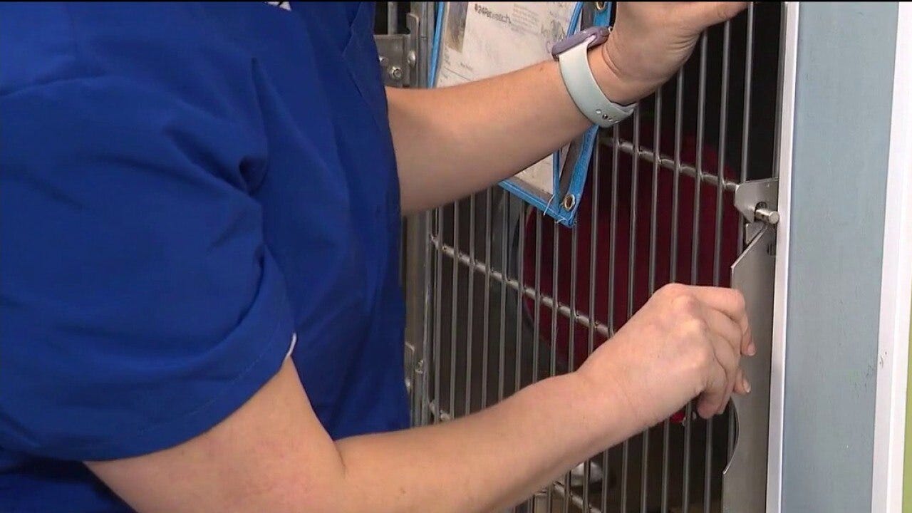 Chicago dog tests positive for rabies, first in decades | FOX 32 Chicago