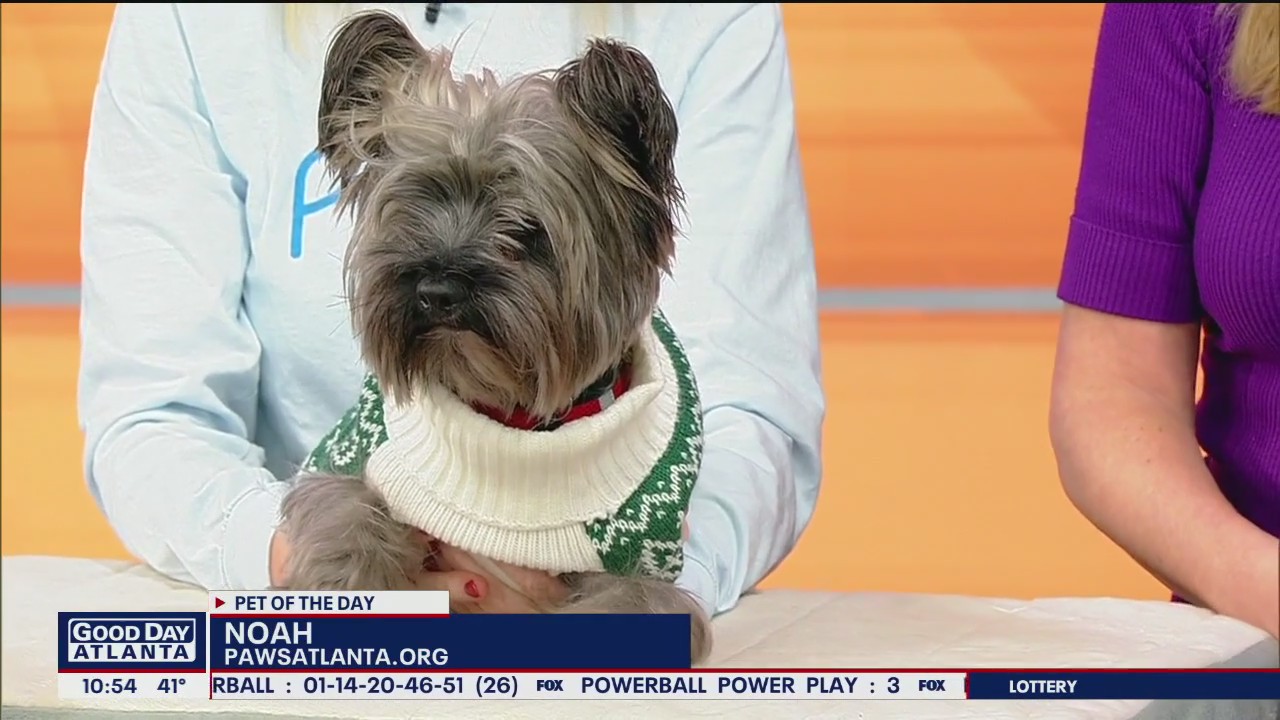 Meet Noah: Pet of the Day | FOX 5 Atlanta