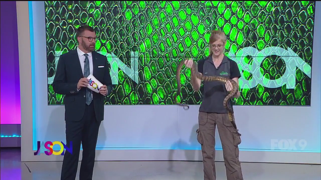 An anaconda in studio! Emily from Snake Discovery returns to The Jason ...