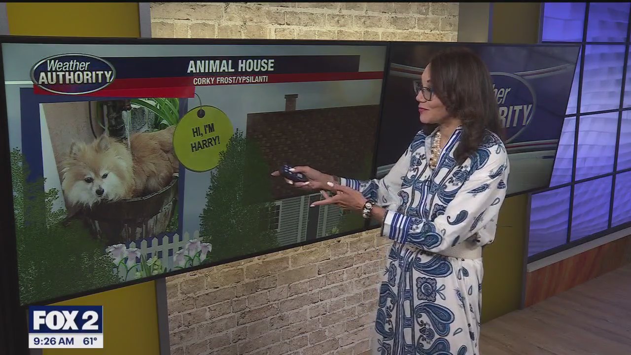 Welcome Harry | FOX 2 Detroit