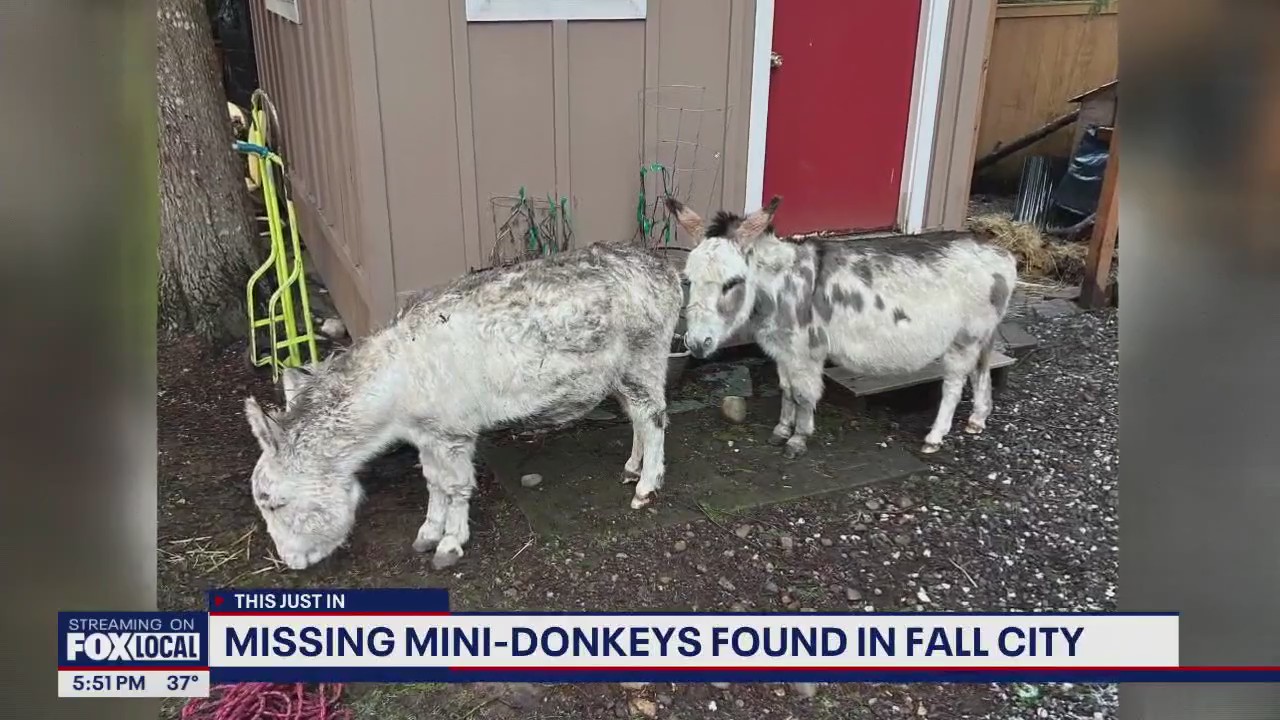 Missing mini donkeys found in Fall City, WA | FOX 13 Seattle