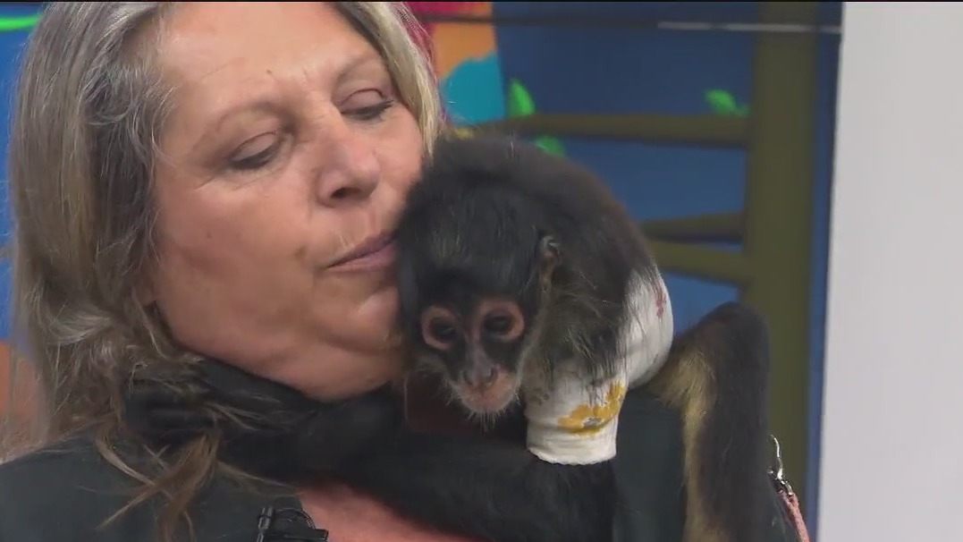 Wild Wednesday: Chameleon, ferret and monkey | FOX 35 Orlando
