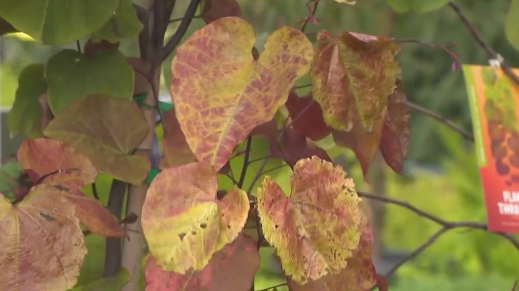 Trees and shrubs for fall gardens | FOX 5 Atlanta