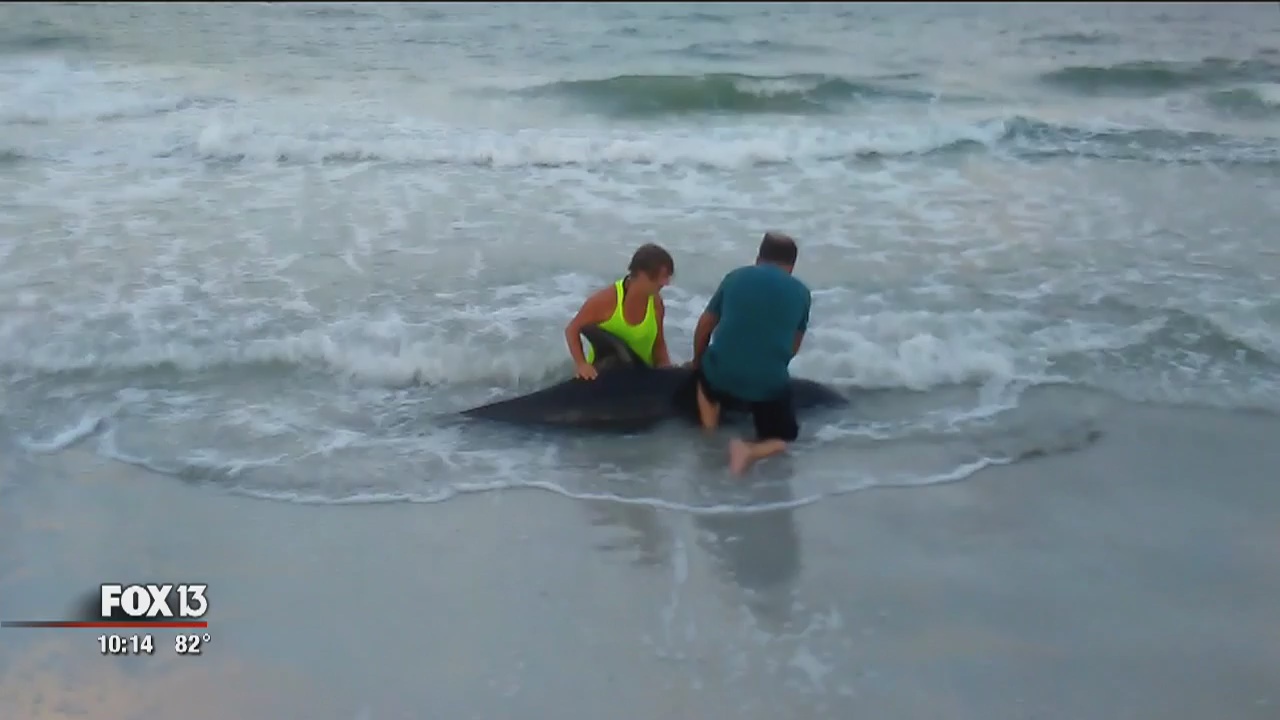 Beachgoers help rescue stranded whale | FOX 13 Tampa Bay