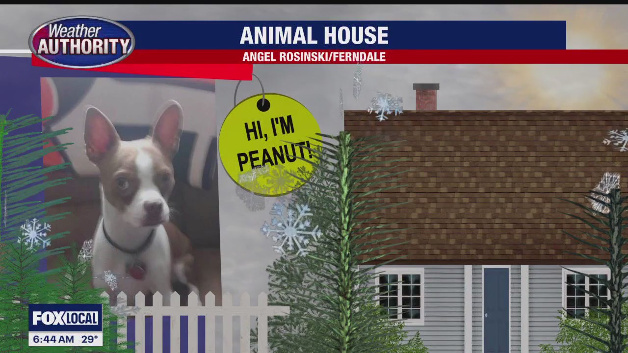 Meet Peanut | FOX 2 Detroit