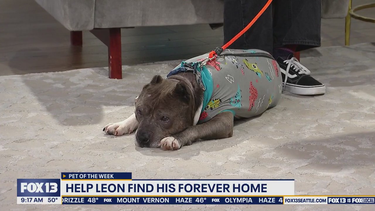 Pet of the Week: Leon | FOX 13 Seattle