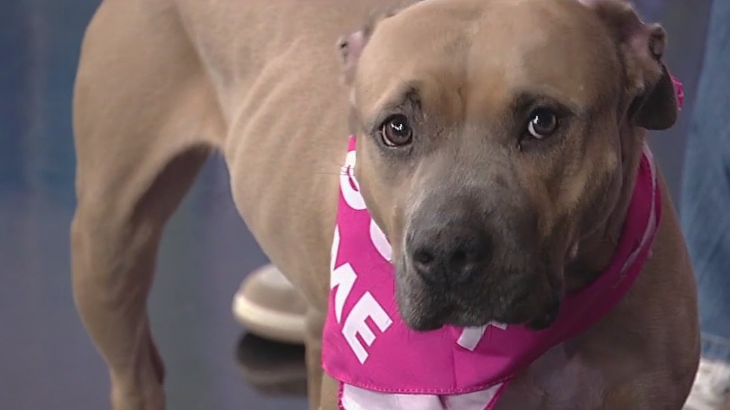 Meet Biscuit Banjo: Our Pet of the Day | FOX 5 Atlanta