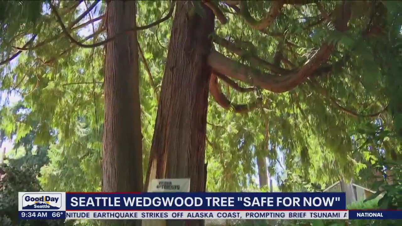 Seattle tree 'safe for now' | FOX 13 Seattle
