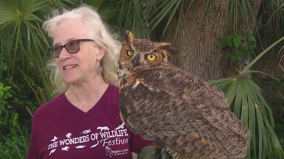 Raptor Center speaks out after owl found safe | FOX 13 Tampa Bay