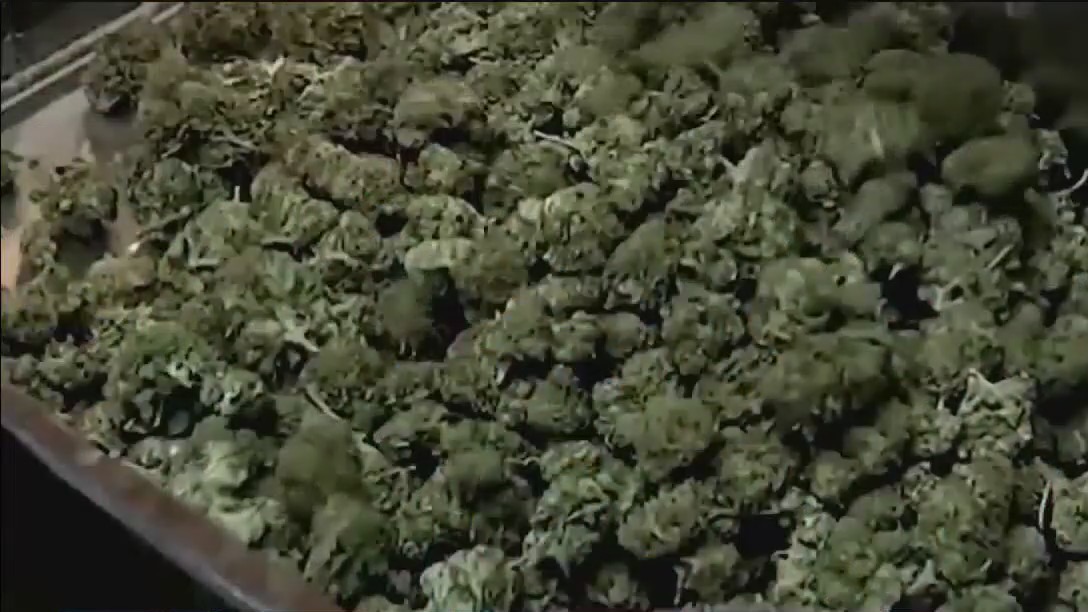 New push for recreational marijuana in Florida | FOX 13 Tampa Bay