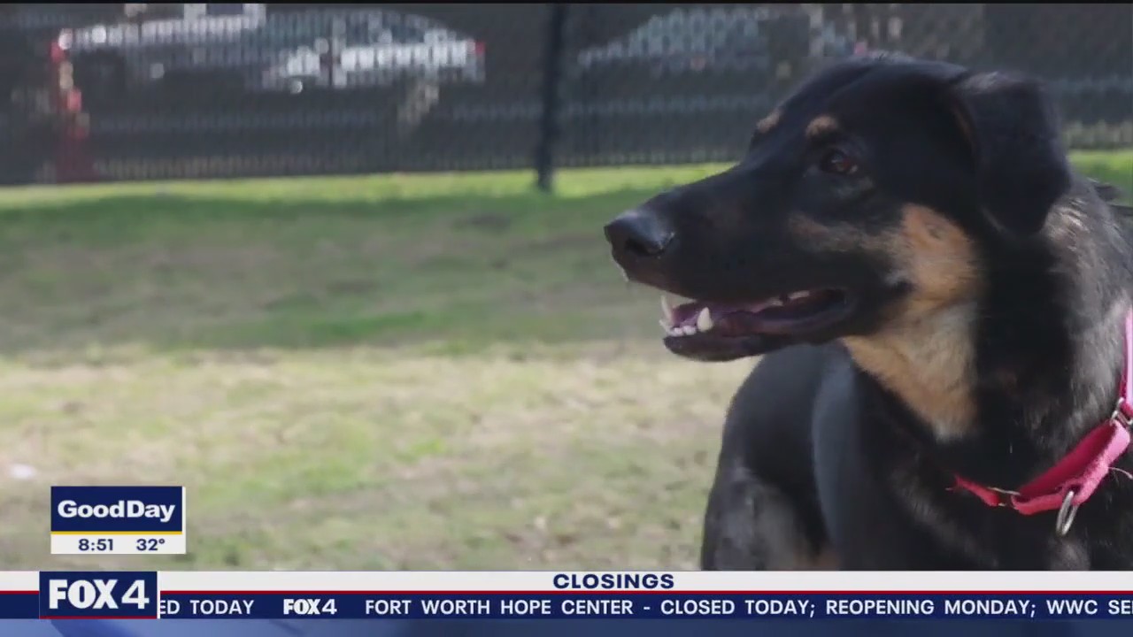 Dog of the Day: Duke | FOX 4 Dallas-Fort Worth
