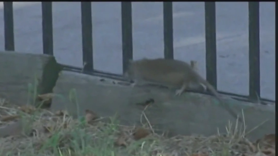 NYC focusing on these 8 rodent-filled 'rat mitigation zones' | FOX 5 ...