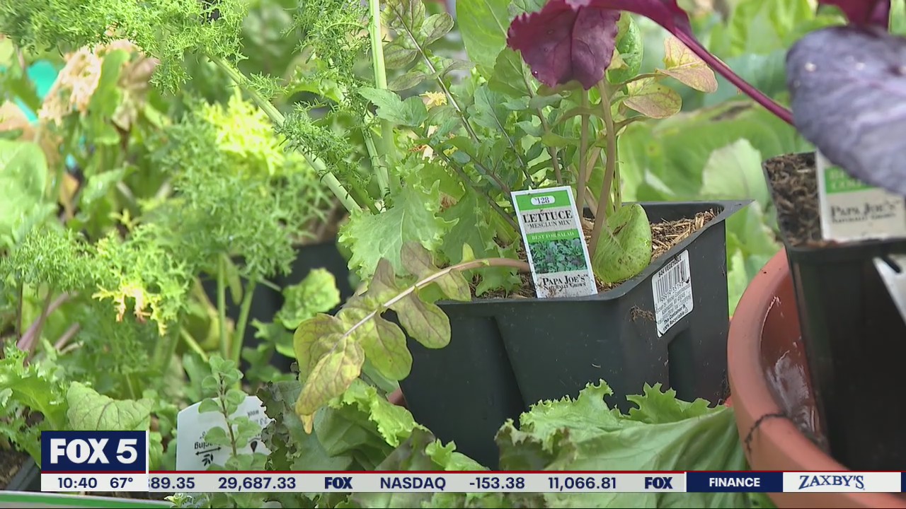 How to grow your own cool season vegetables | FOX 5 Atlanta