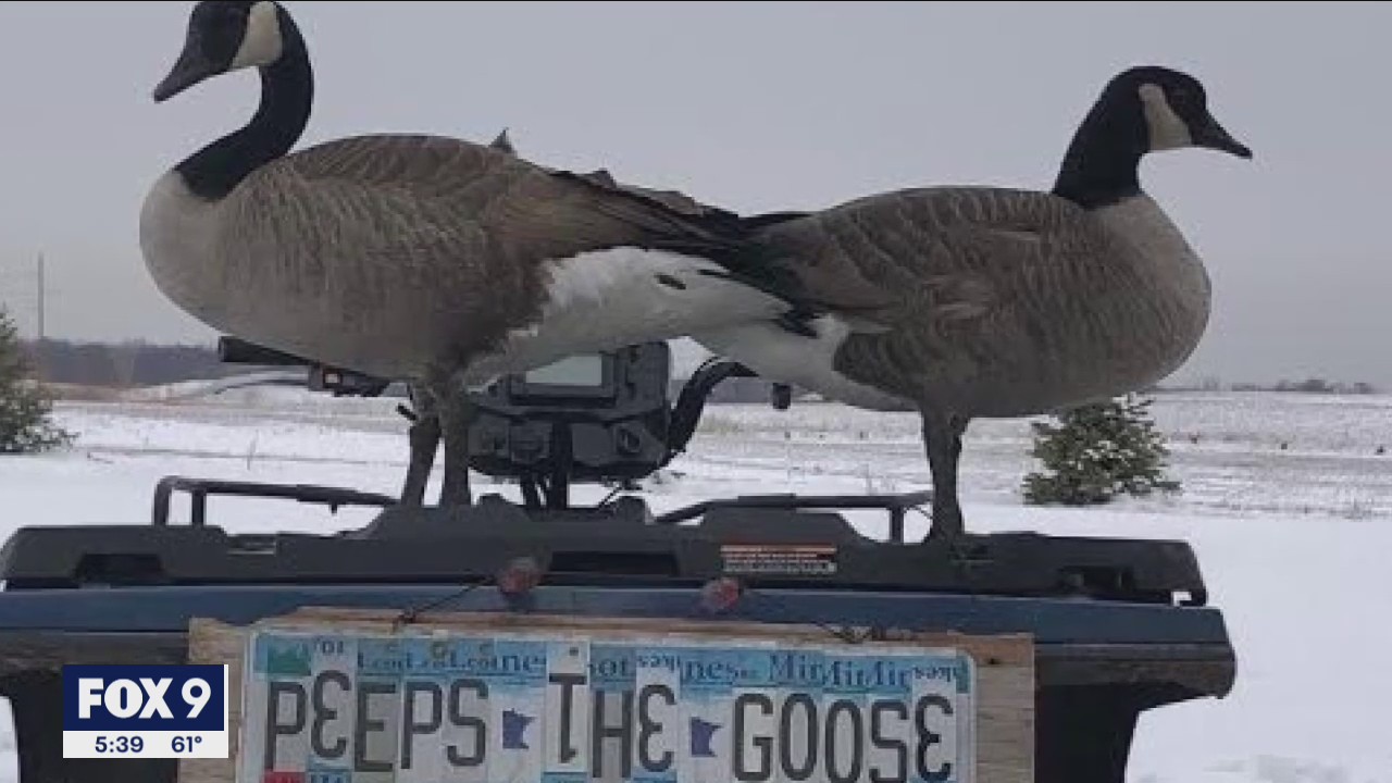 Minnesota family trying to get back pet goose from wildlife authorities ...