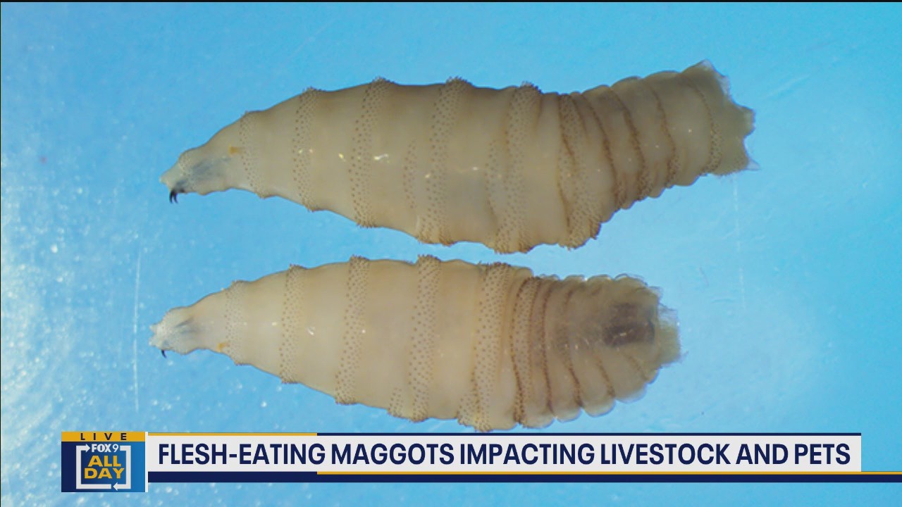 Livestock, pets impacted by flesh-eating maggots | FOX 9 Minneapolis-St ...