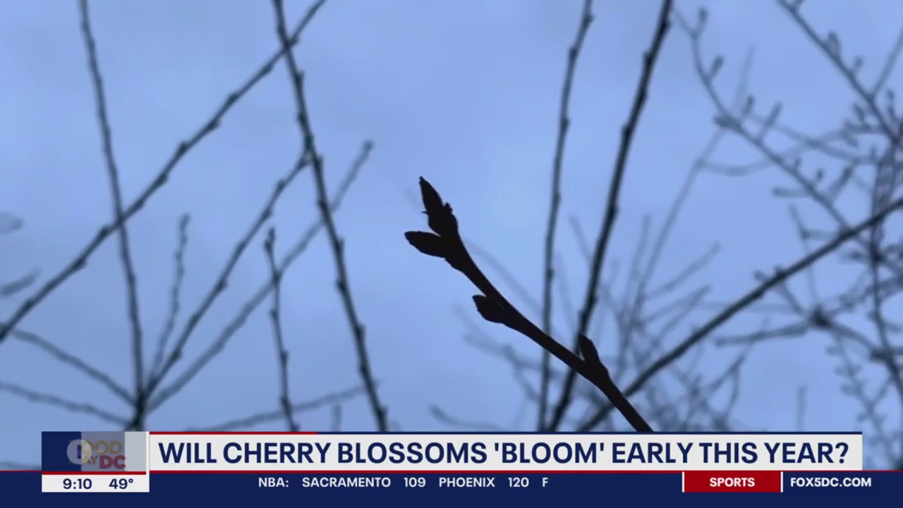DC’s cherry blossom indicator tree starting to show buds | FOX 5 DC